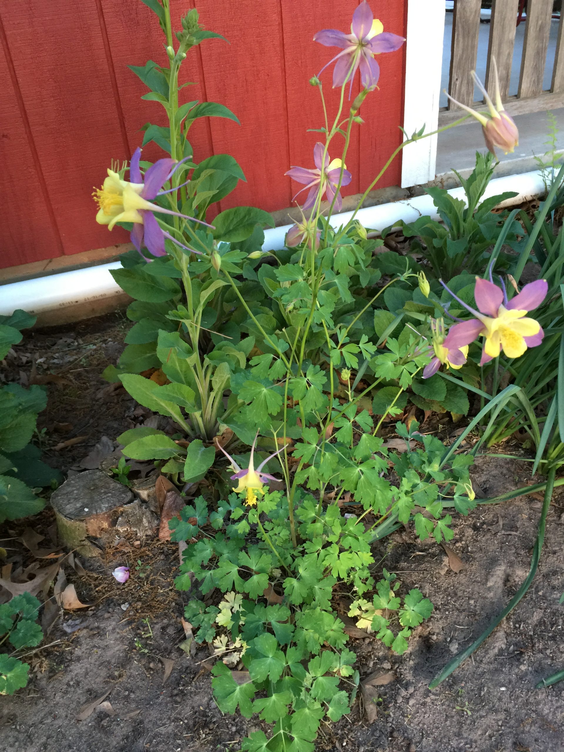 Columbine, 2020 • High-Fence Farm LLC